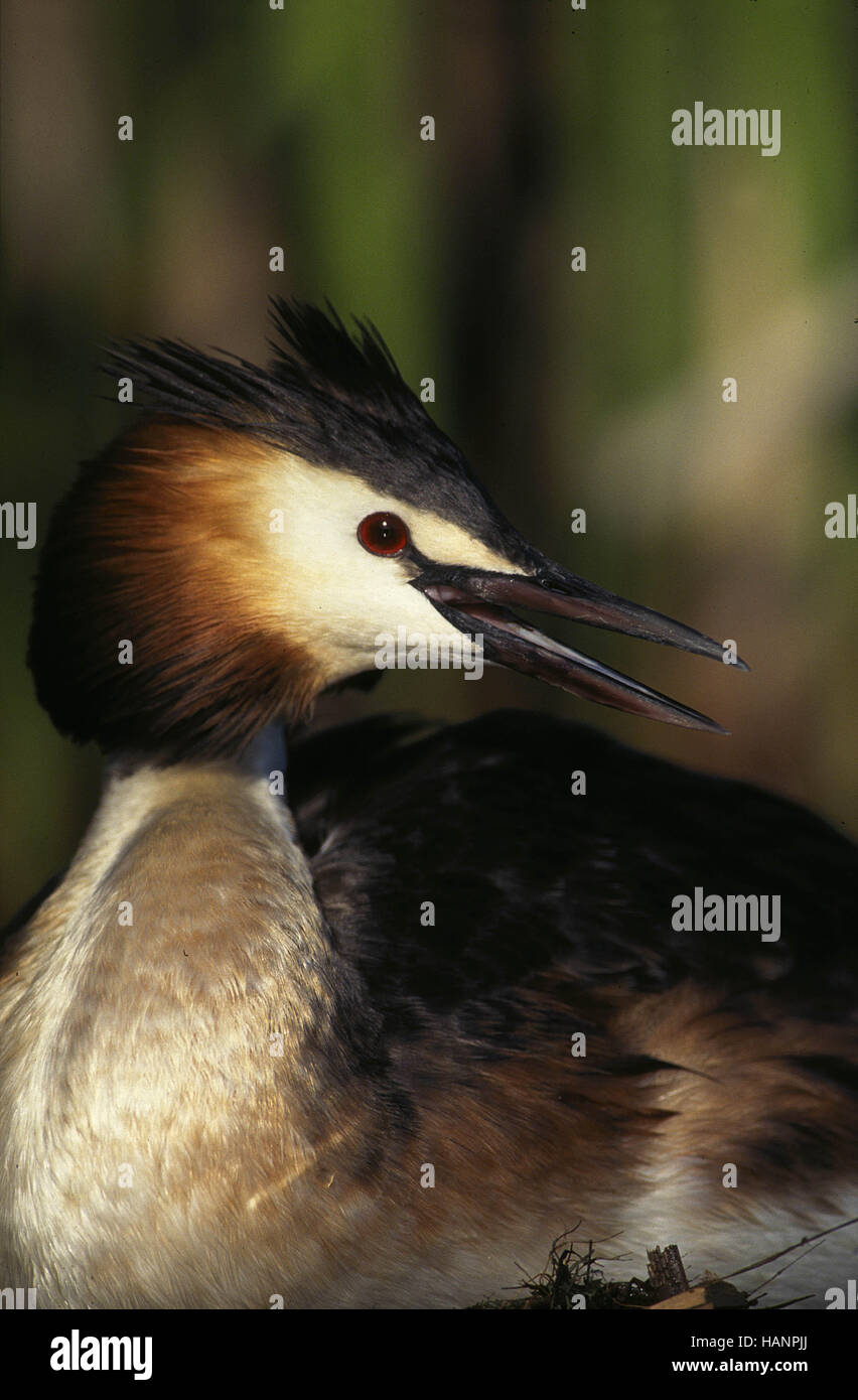 Niederlaendisches hi-res stock photography and images - Alamy