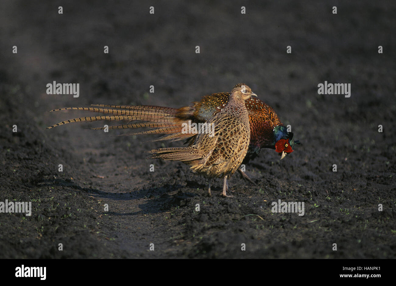 Game pheasant hi-res stock photography and images - Alamy