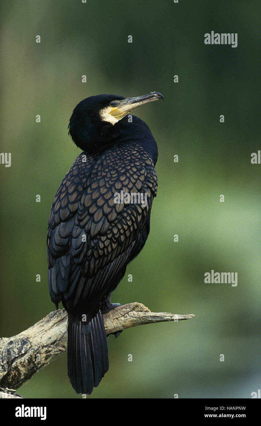 Cormorant / Kormoran Stock Photo - Alamy