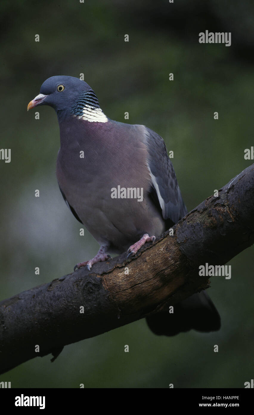 Tauben pigeon hi-res stock photography and images - Alamy