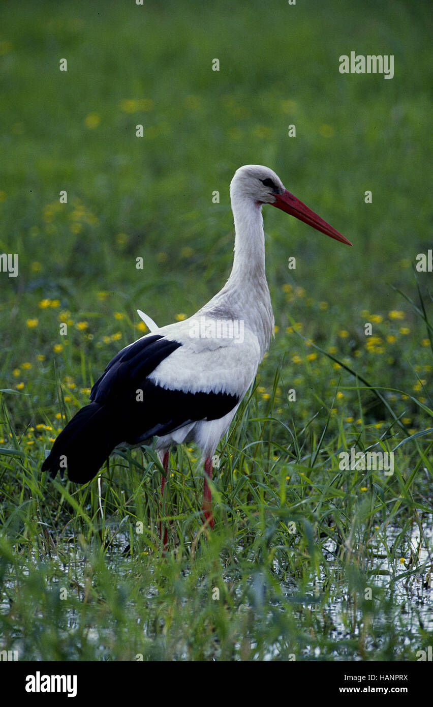 White stor hi-res stock photography and images - Alamy