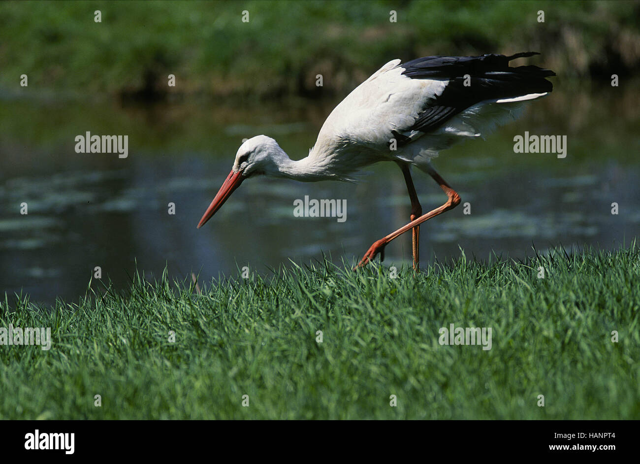 Weissstoerche hi-res stock photography and images - Alamy