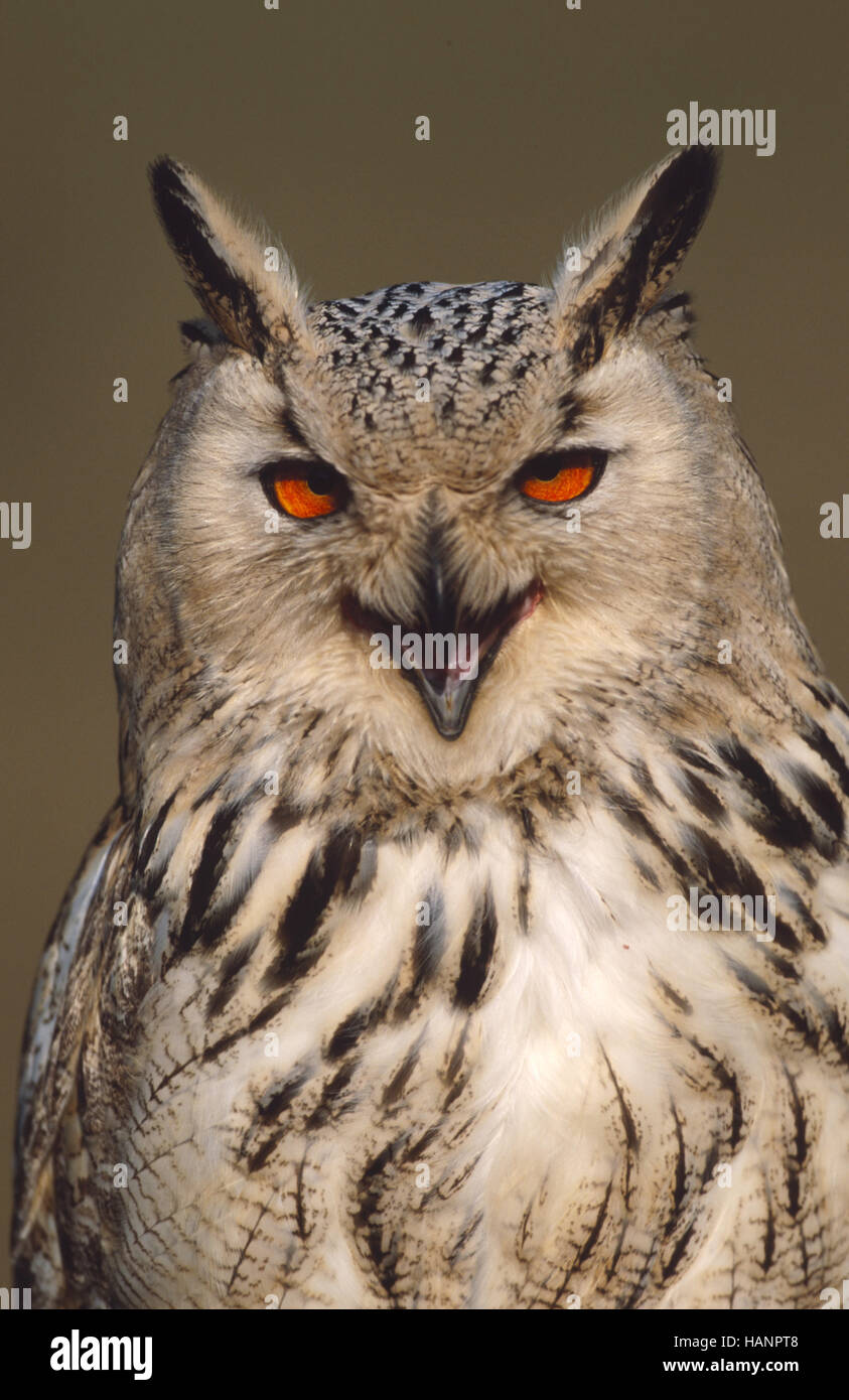 Crying Owl