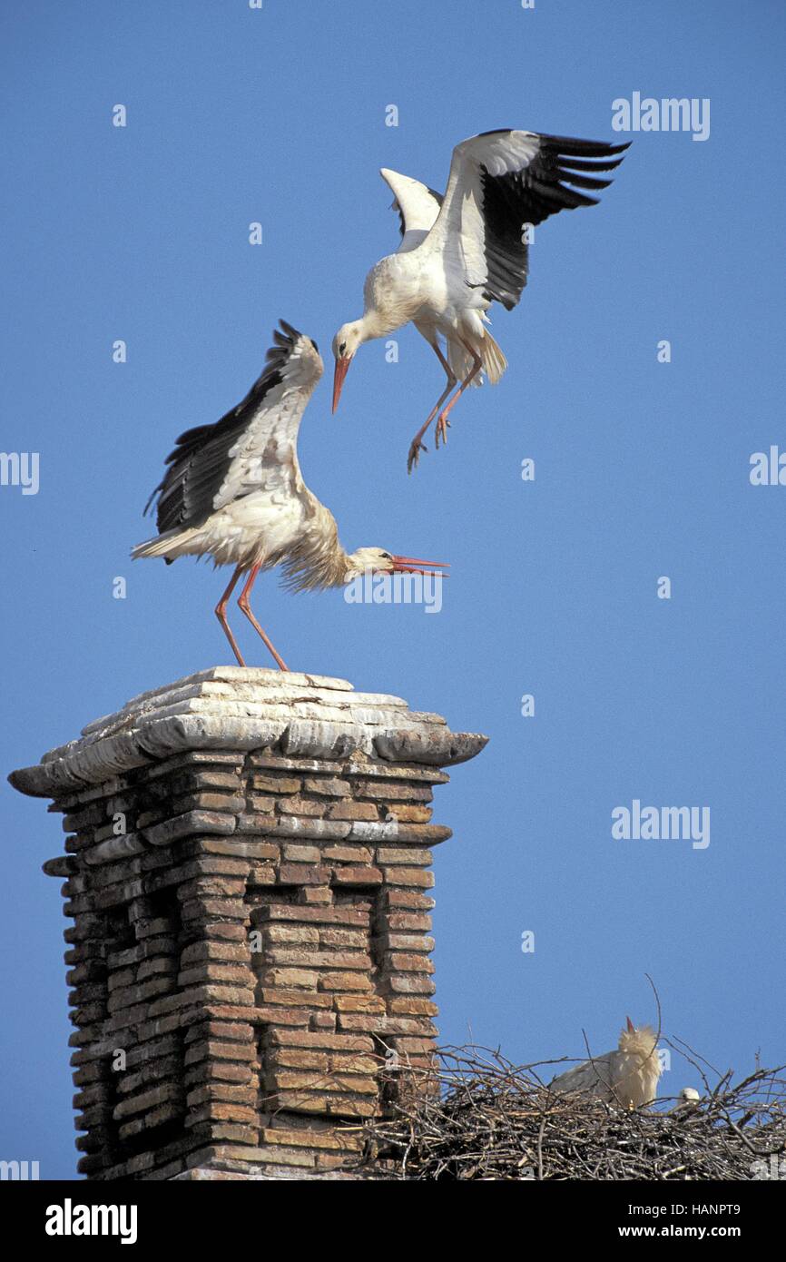 Spanische tiere hi-res stock photography and images - Alamy