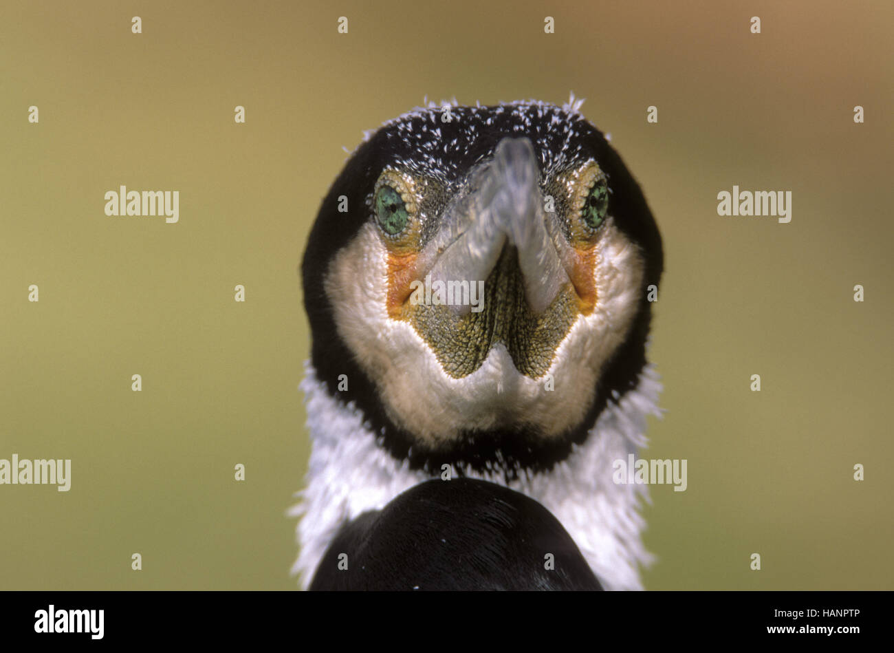 Kormoran sea raven cormorant hi-res stock photography and images - Alamy