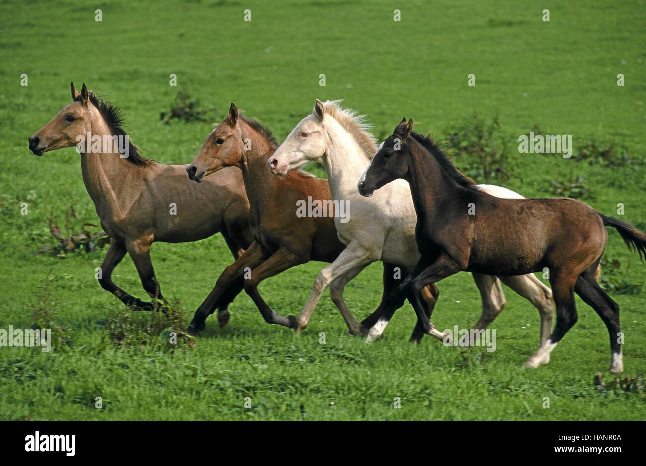 Fohlen High Resolution Stock Photography and Images - Alamy