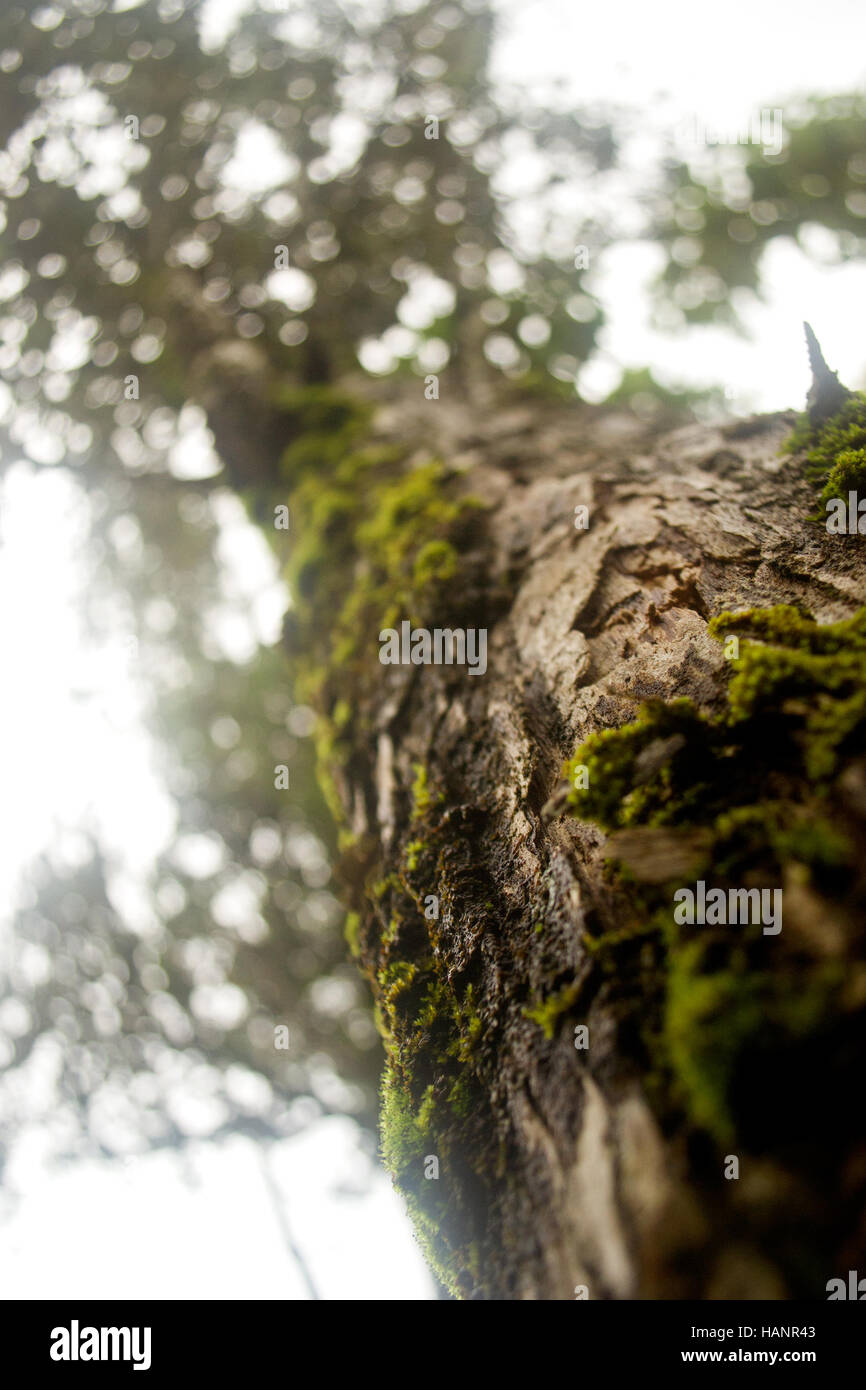 Mossy island hi-res stock photography and images - Alamy