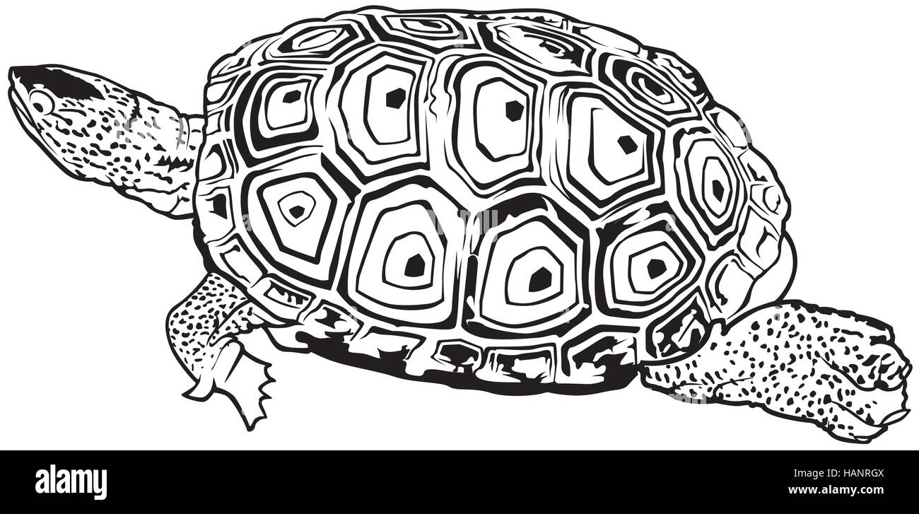 Turtle cut Stock Vector Images - Alamy