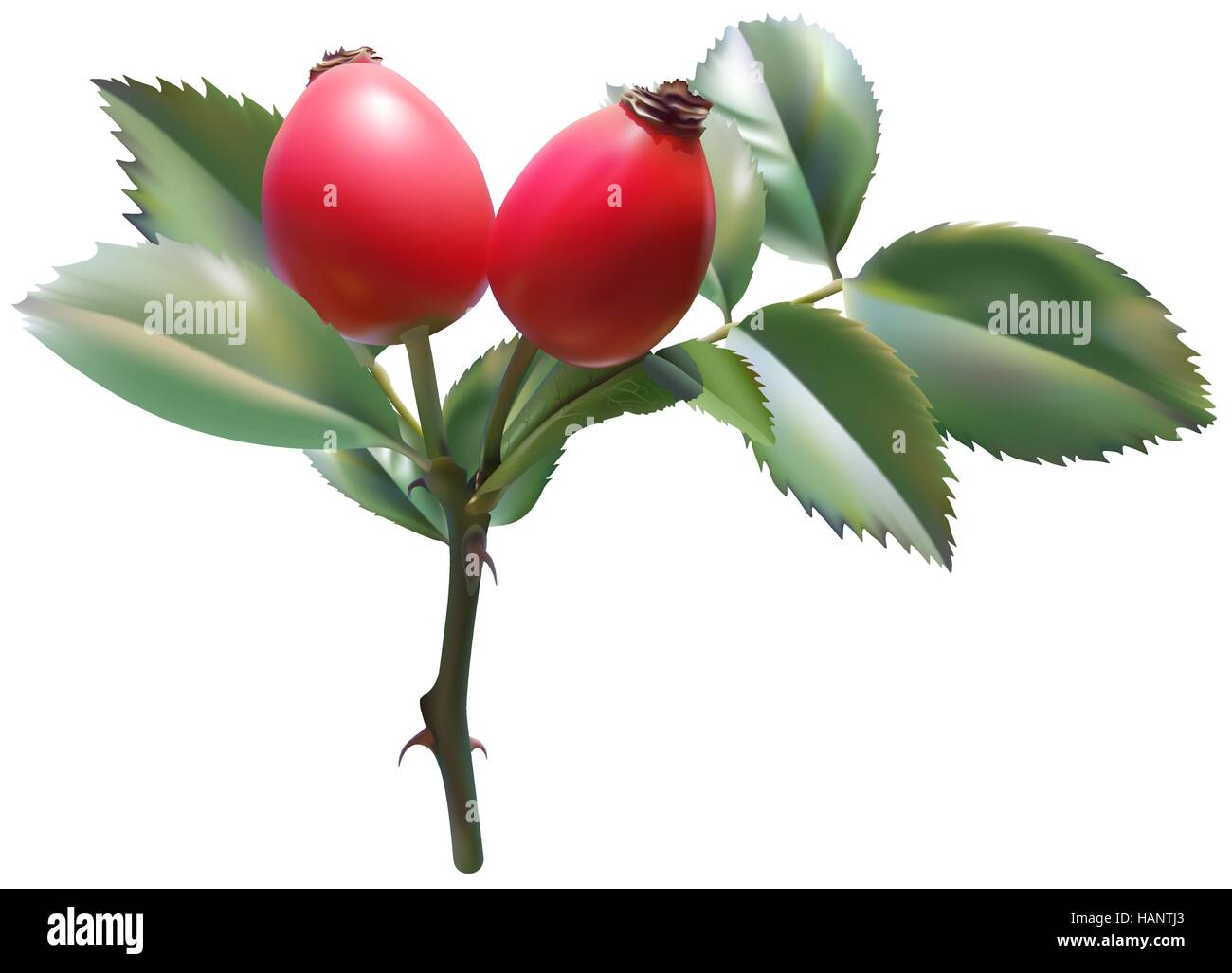 Briar plant Stock Vector Images - Alamy