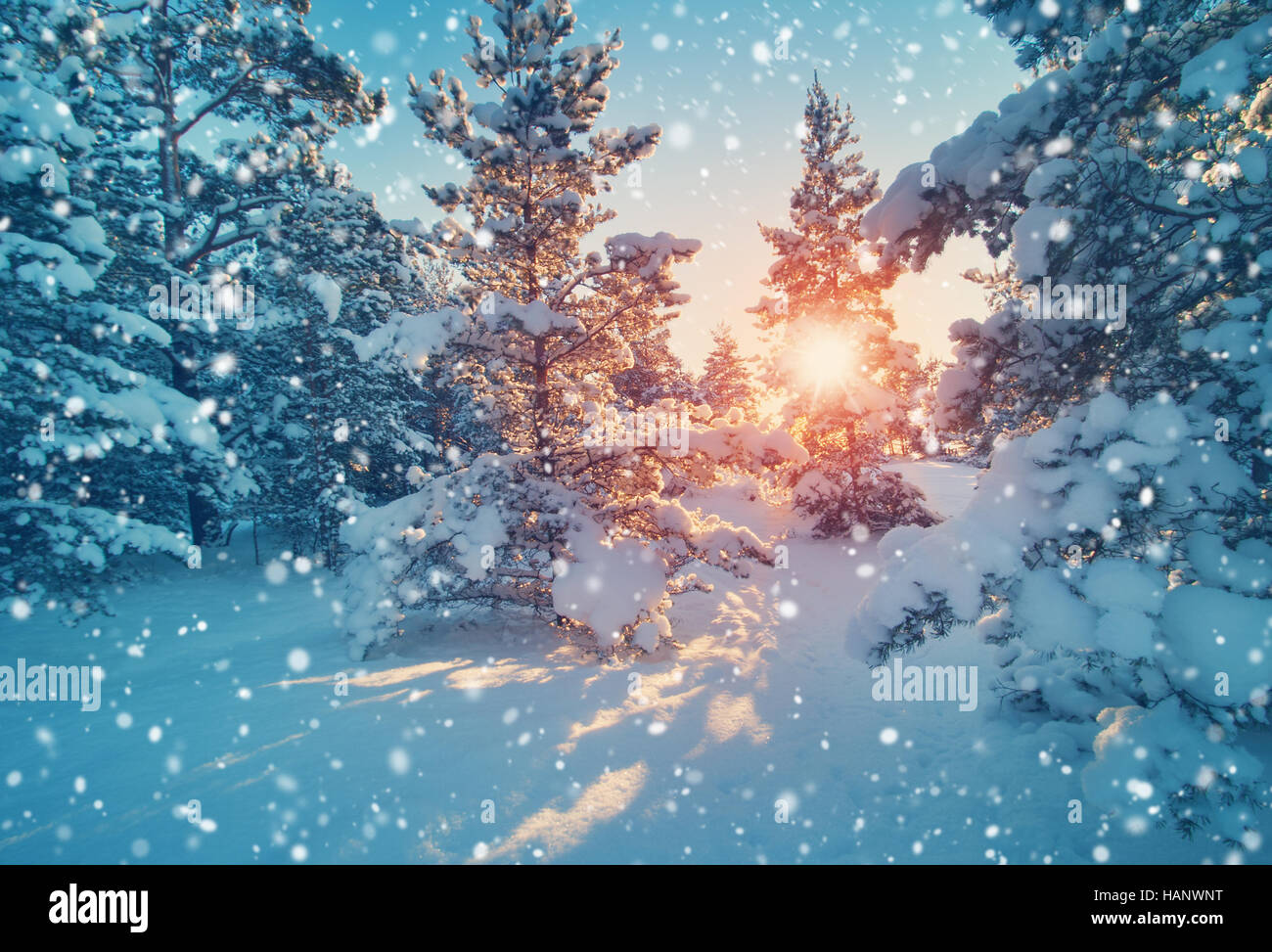 Tree in winter landscape Stock Photo - Alamy