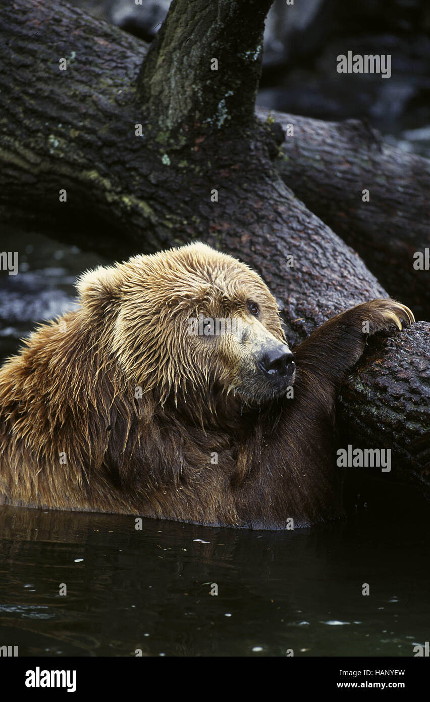 Kodiak bear hi-res stock photography and images - Alamy