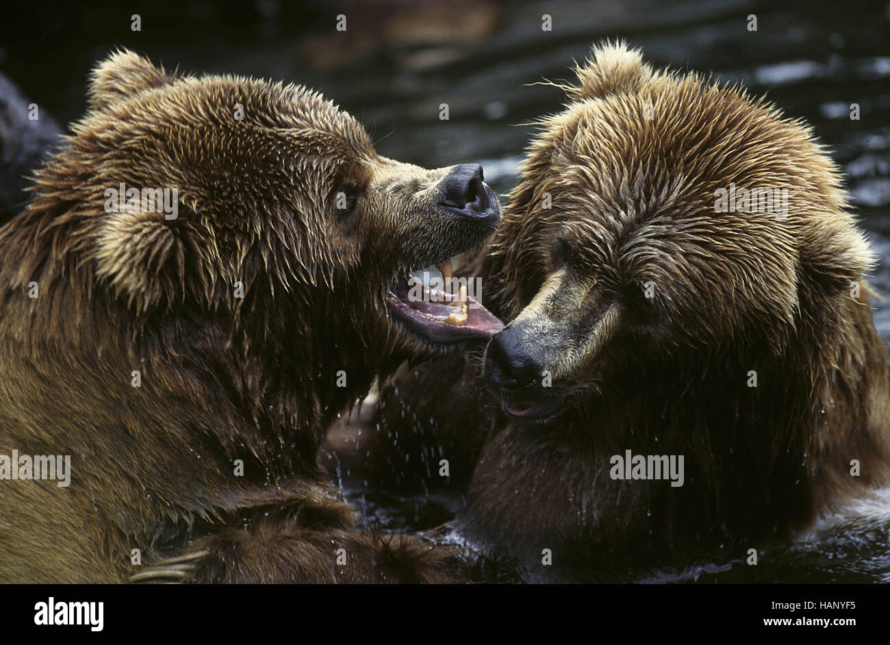 Kodiak Bear Fight Stock Photos & Kodiak Bear Fight Stock Images - Alamy