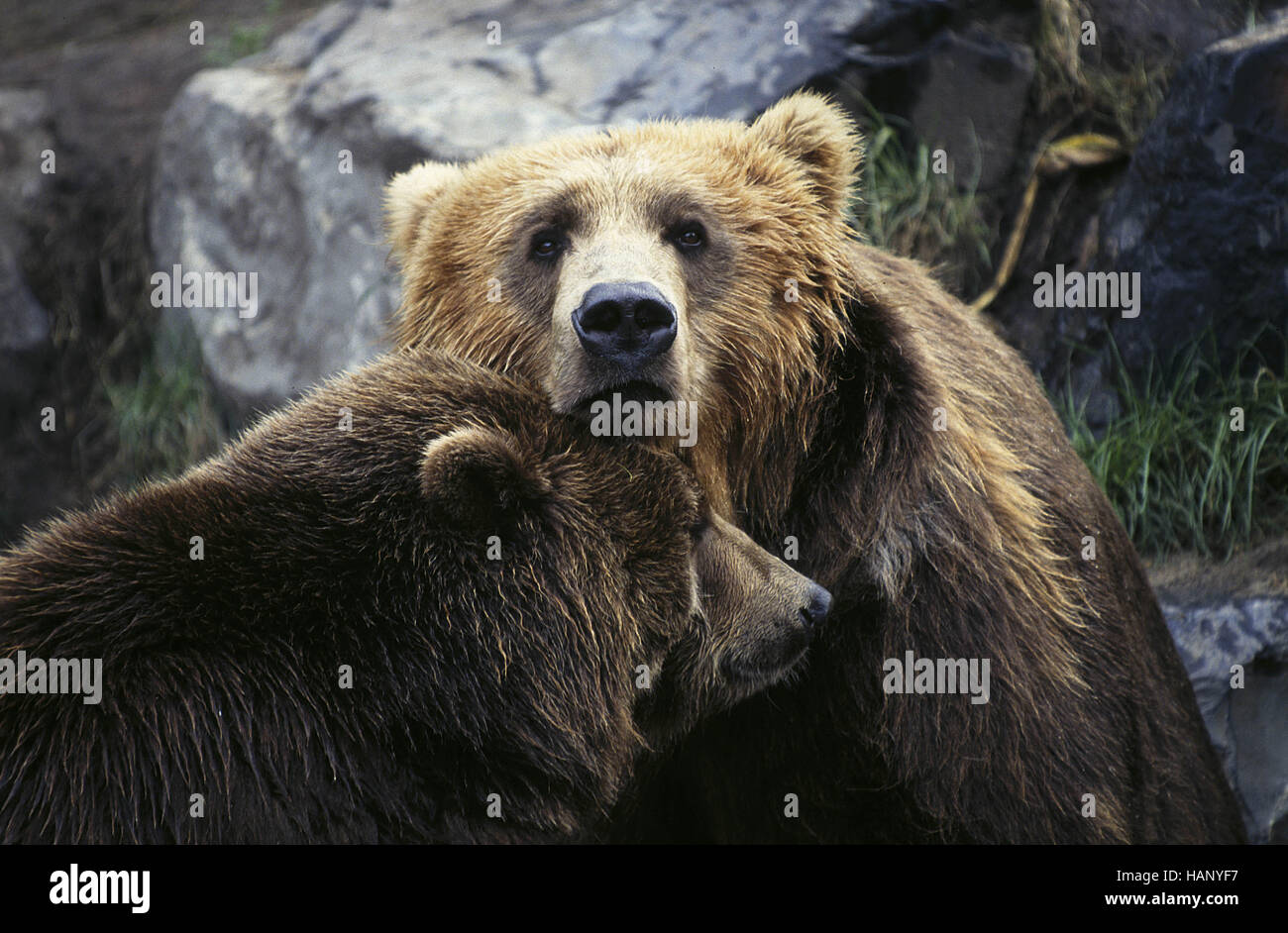 Kodiak bear ursus middendorfi ursus hi-res stock photography and images - Alamy