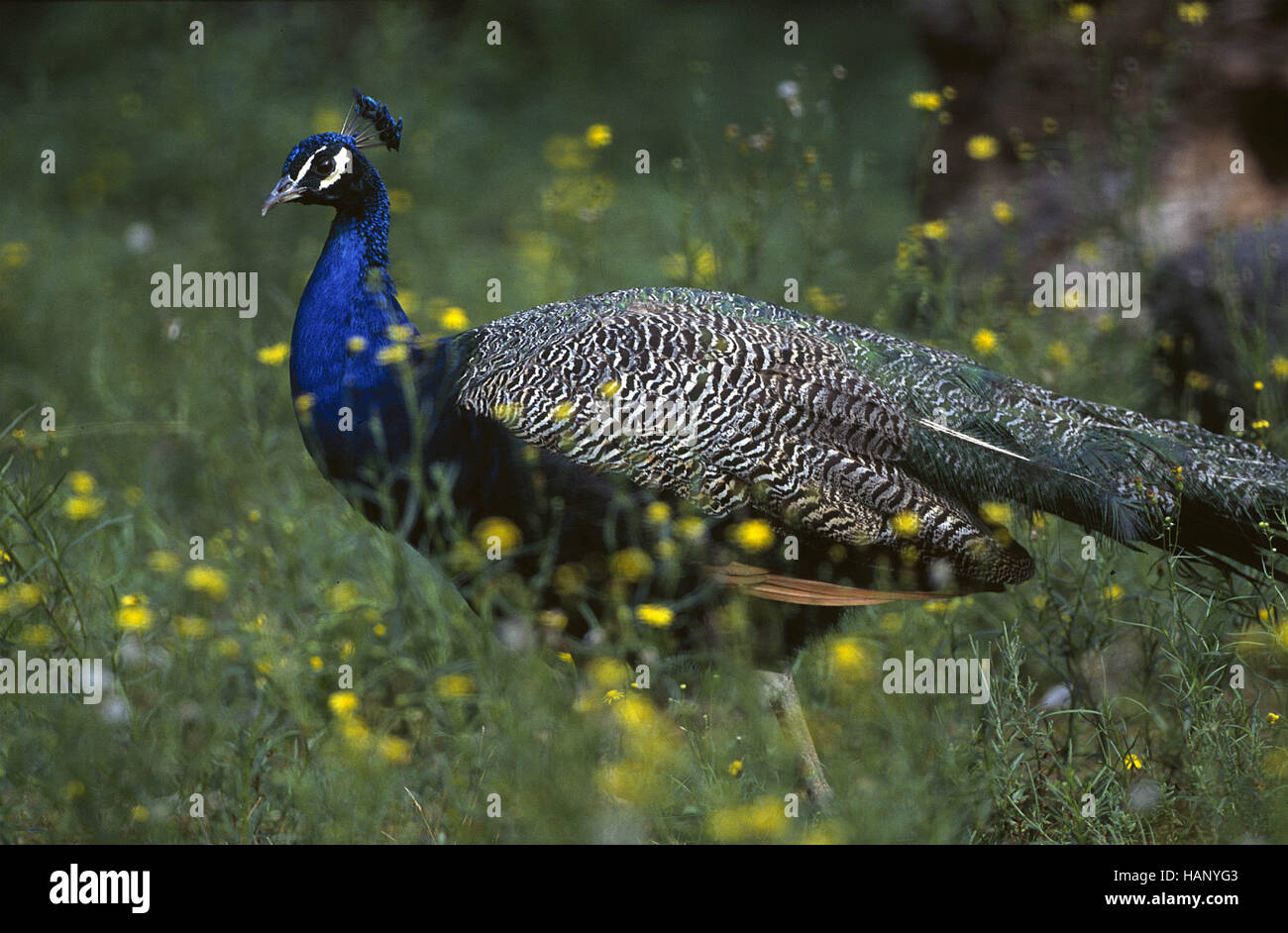 Australian peacock hi-res stock photography and images - Alamy