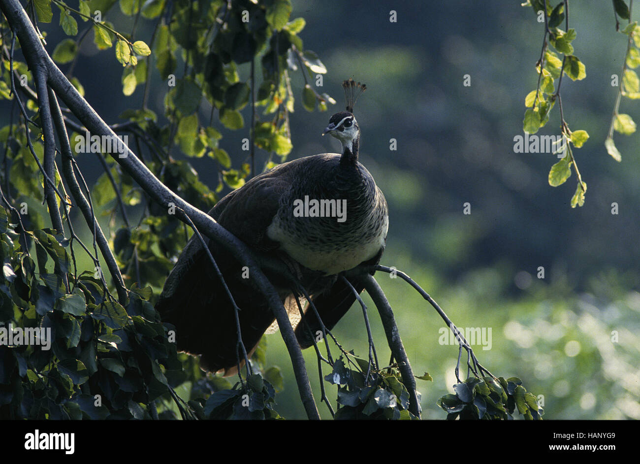 Australian peacock hi-res stock photography and images - Alamy