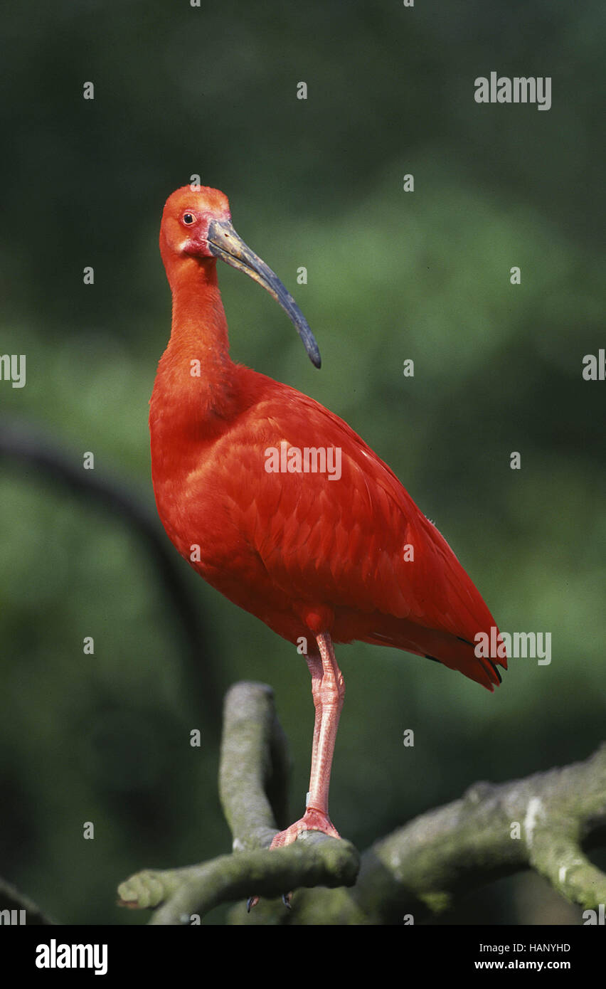 Roter ibis hi-res stock photography and images - Alamy