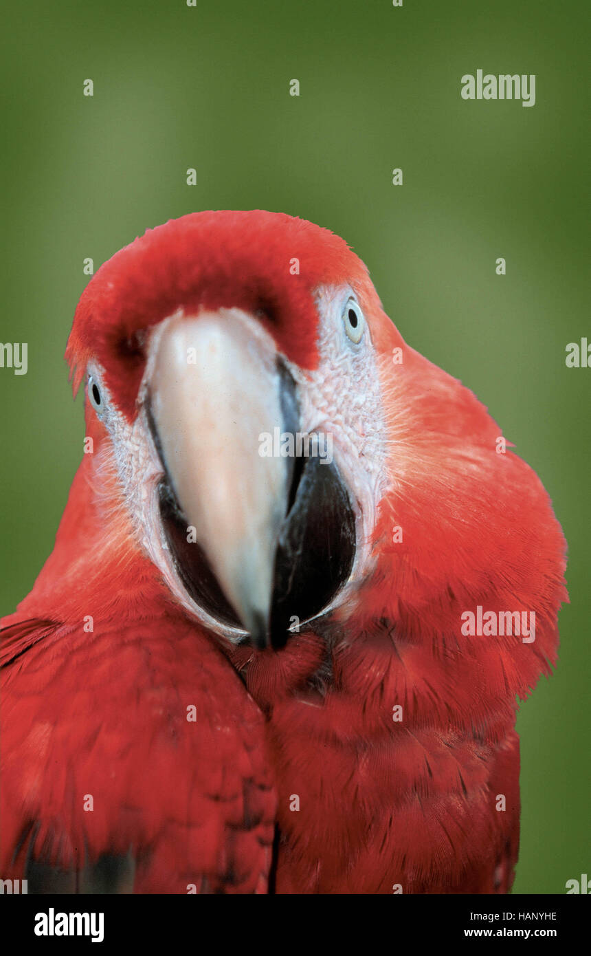 Scarlet macaw picture hi-res stock photography and images - Alamy