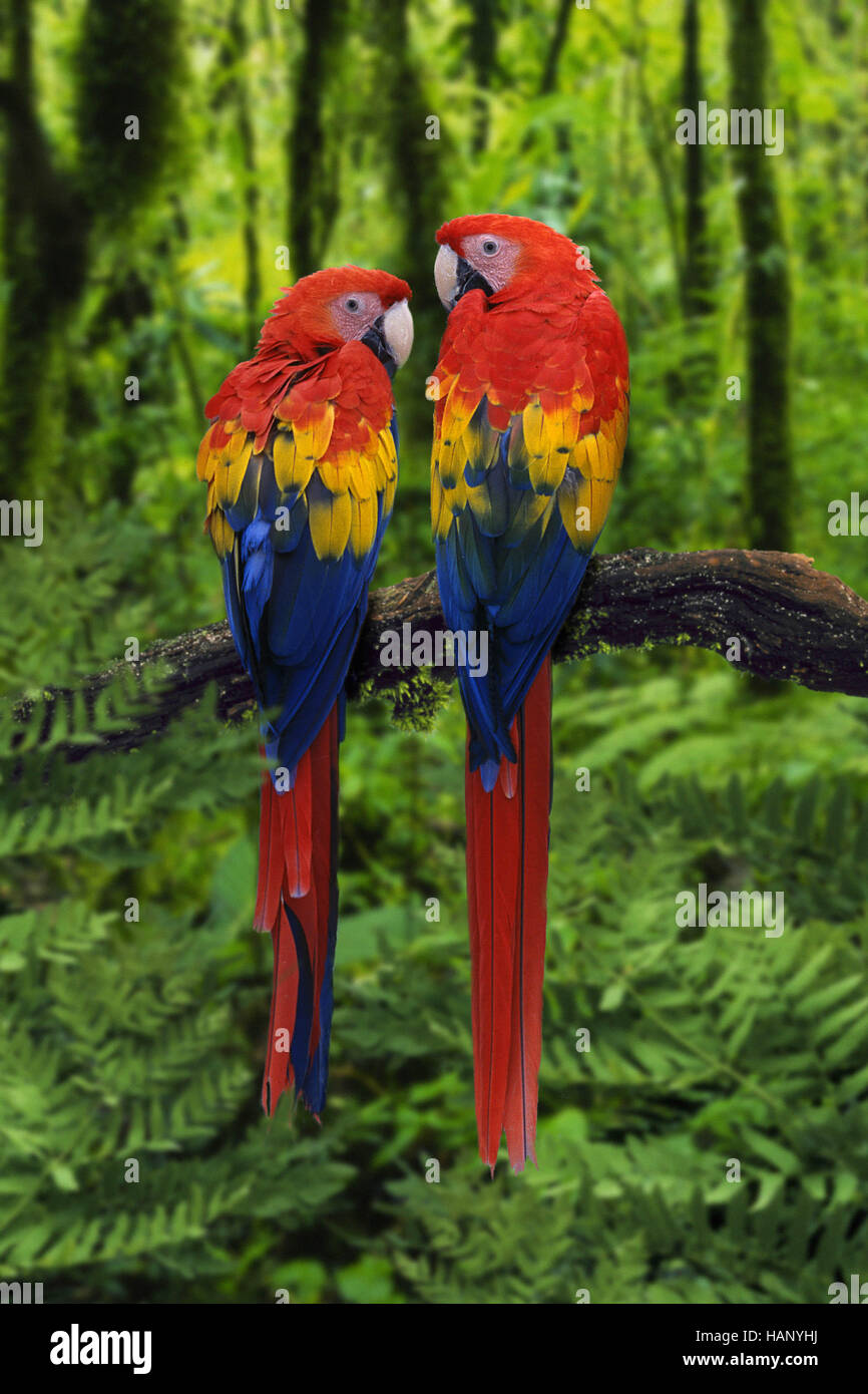 Scarlet macaw picture hi-res stock photography and images - Alamy