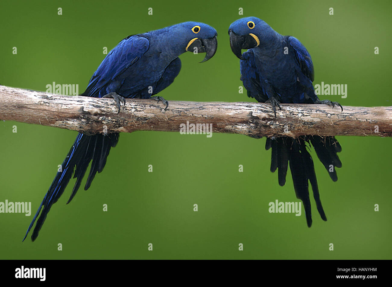 Hyacinth macaw picture hi-res stock photography and images - Alamy