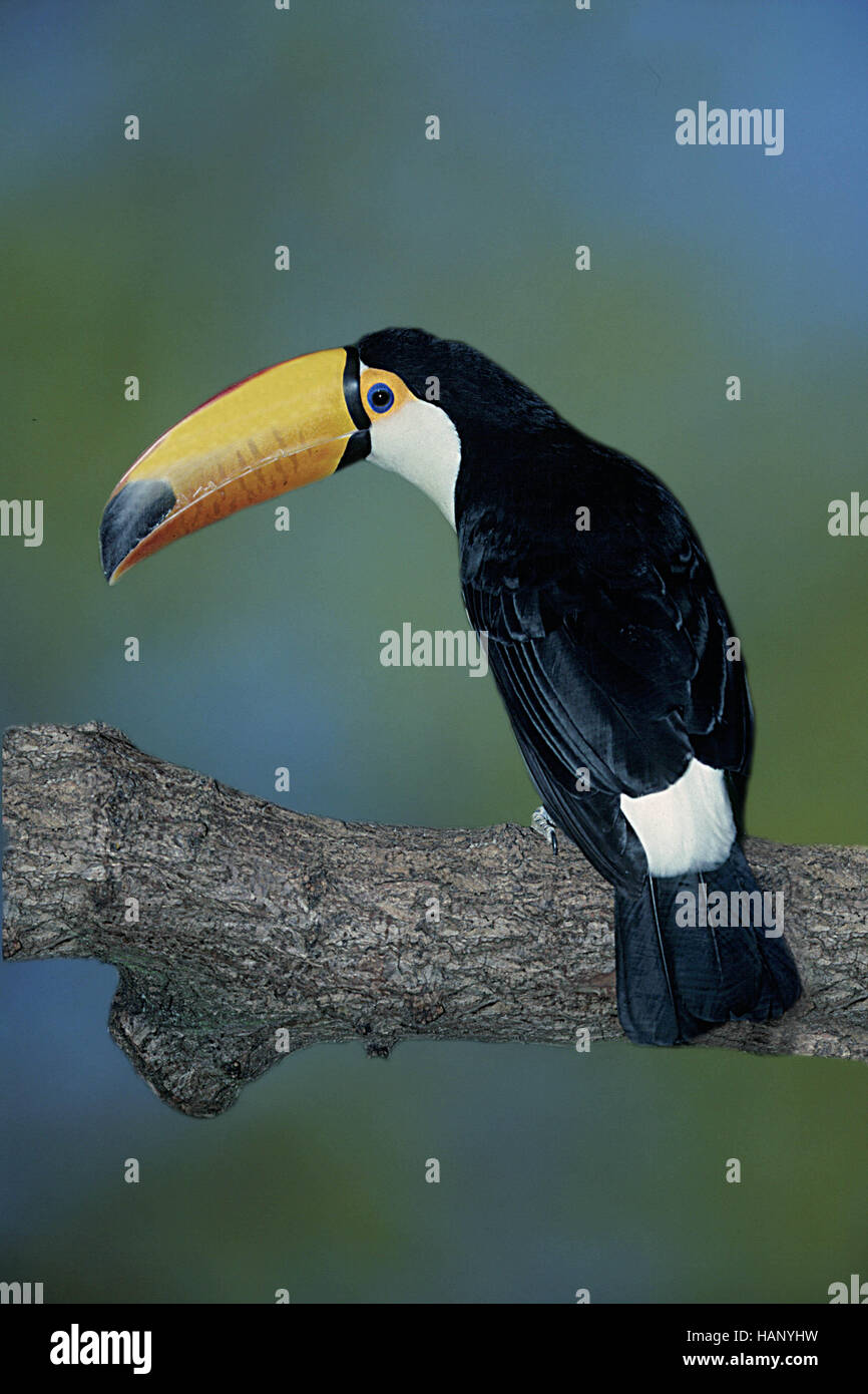 Toco toucan ramphastos toco adult hi-res stock photography and images ...