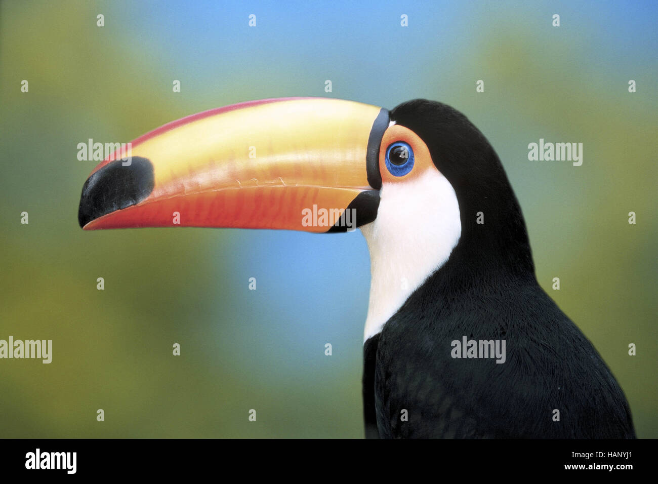 Toco toucan hi-res stock photography and images - Alamy