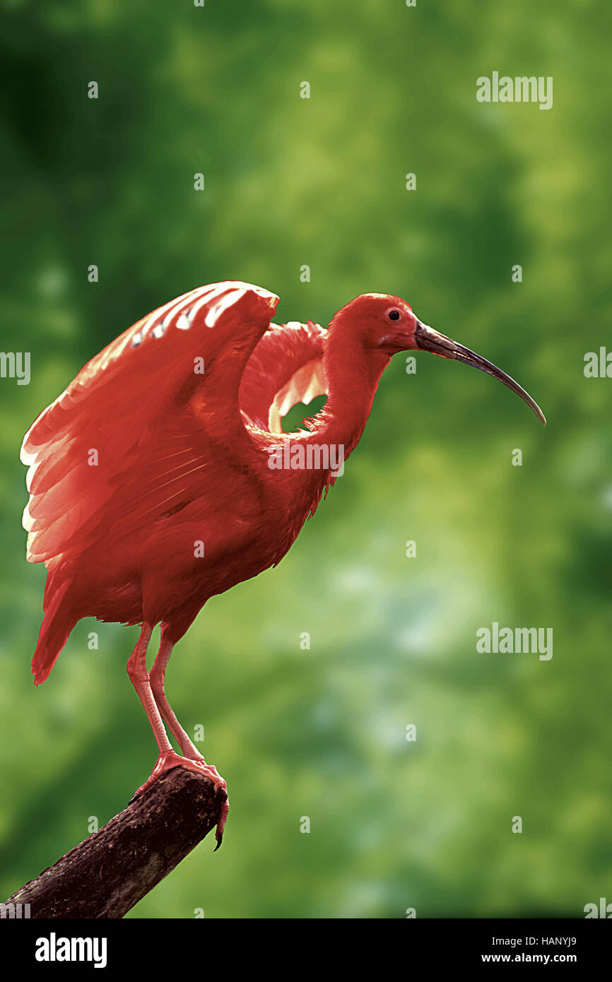 Scarlet ibis hi-res stock photography and images - Alamy