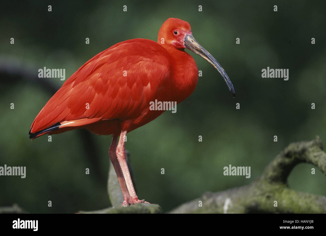 Roter ibis hi-res stock photography and images - Alamy