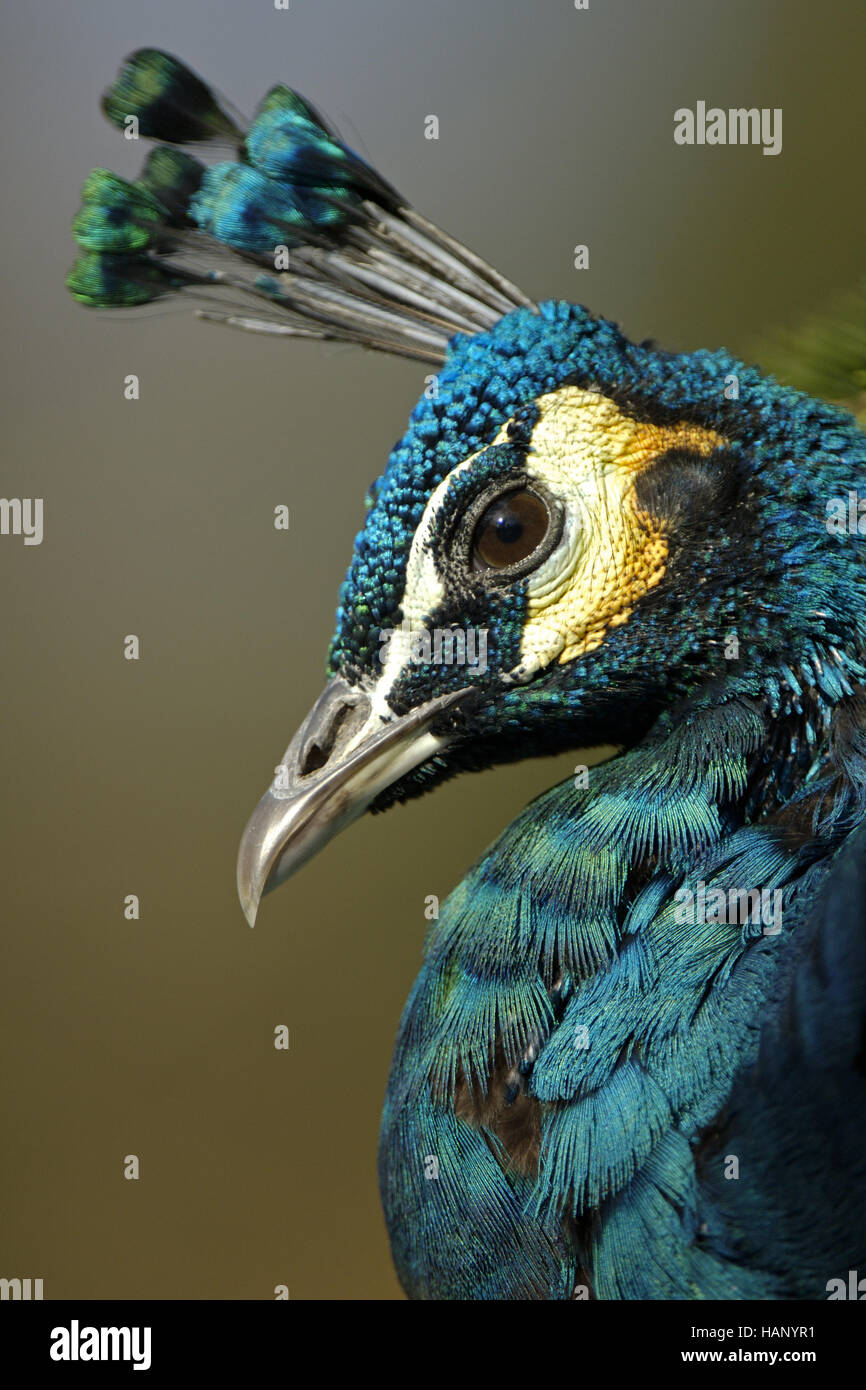 Funny peacocks hi-res stock photography and images - Alamy