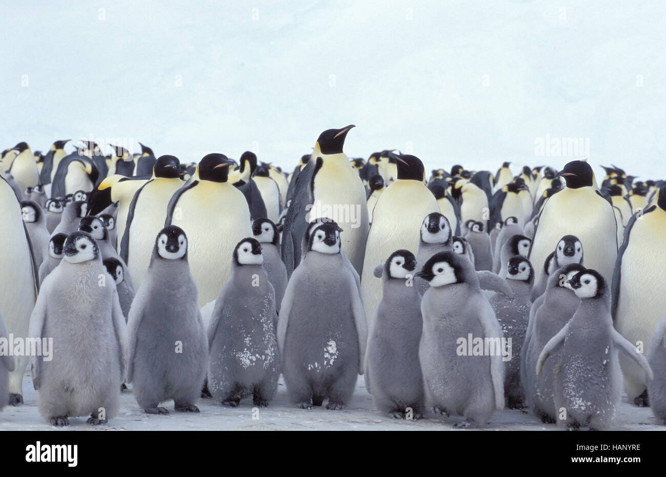 Emperor penguins cub hi-res stock photography and images - Alamy