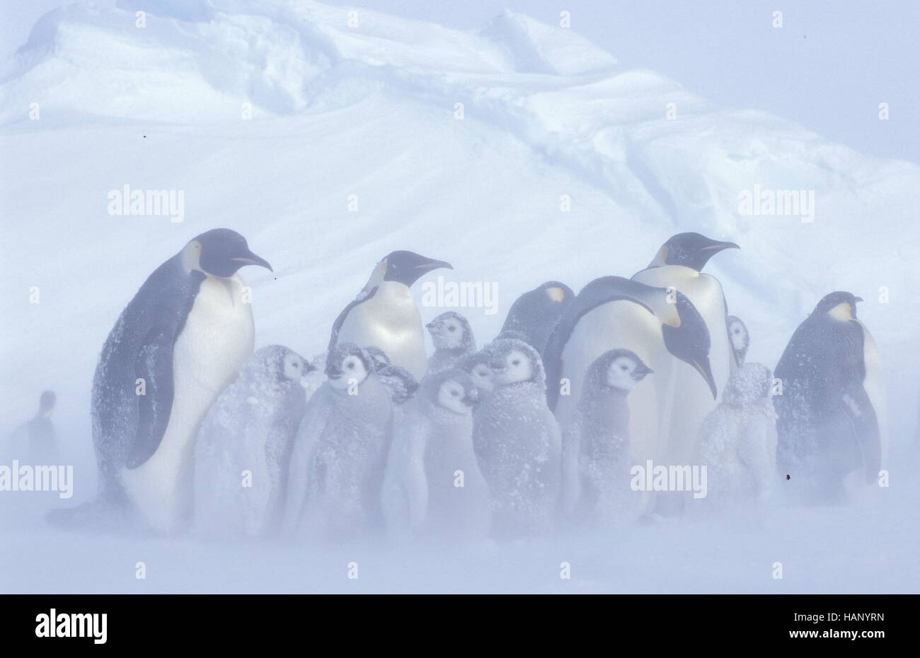 Emperor penguins cub hi-res stock photography and images - Alamy