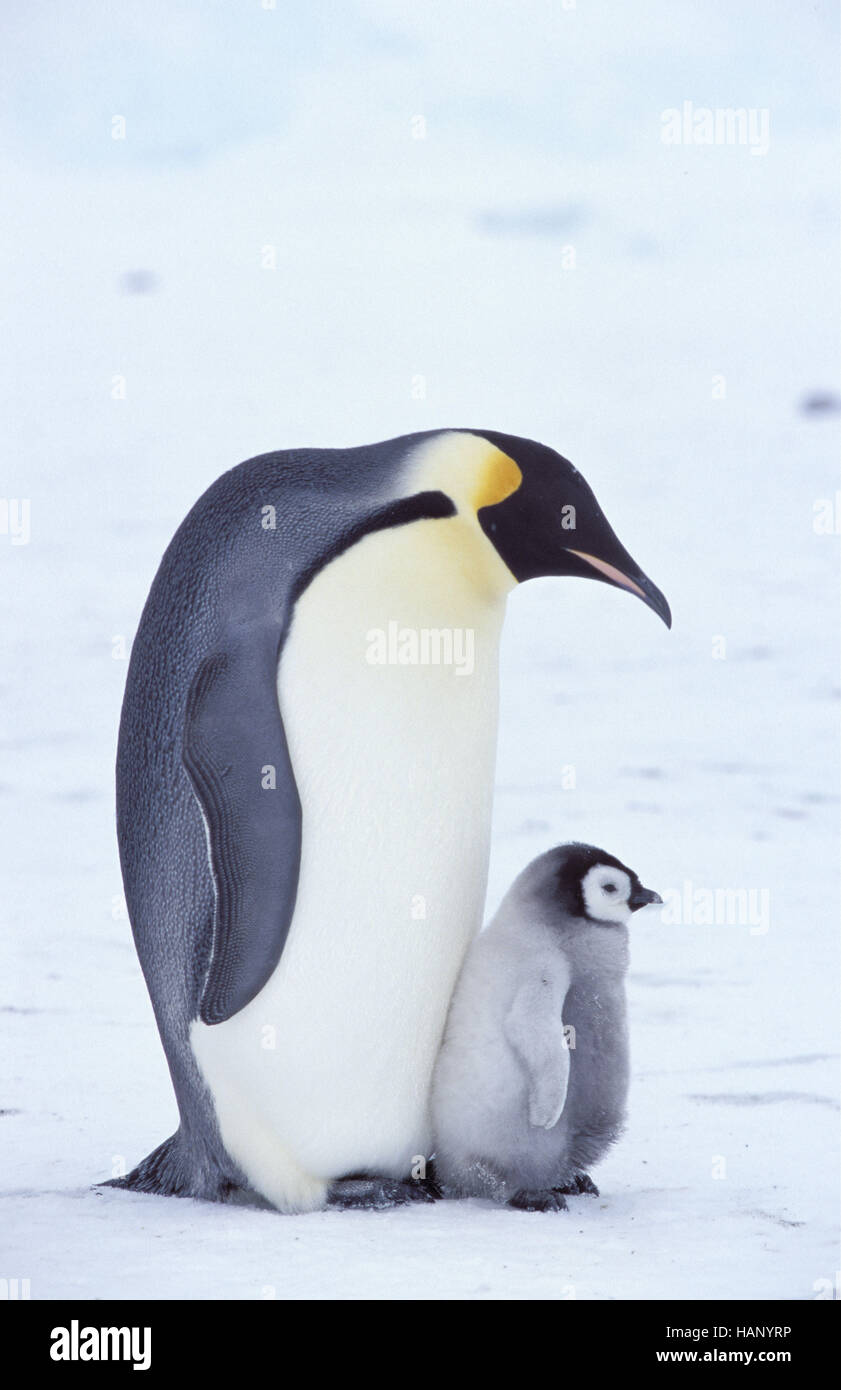 Emperor penguin cub aptenodytes forsteri hi-res stock photography and ...