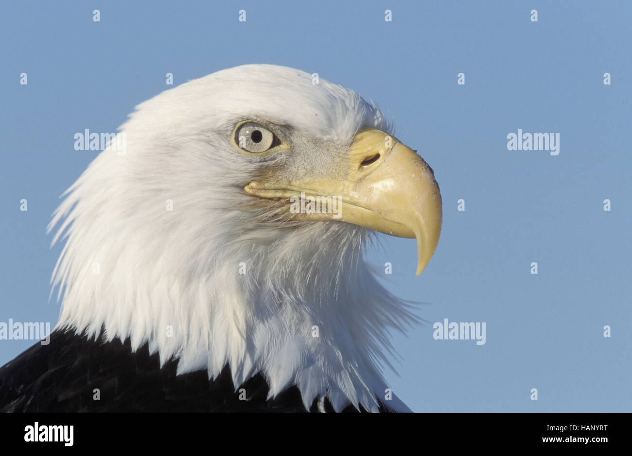 Bald eagle us hi-res stock photography and images - Alamy
