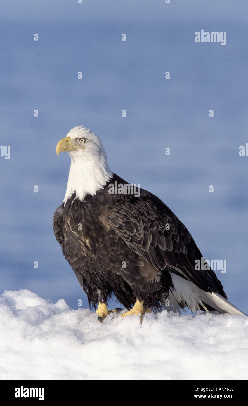 Echte adler hi-res stock photography and images - Alamy