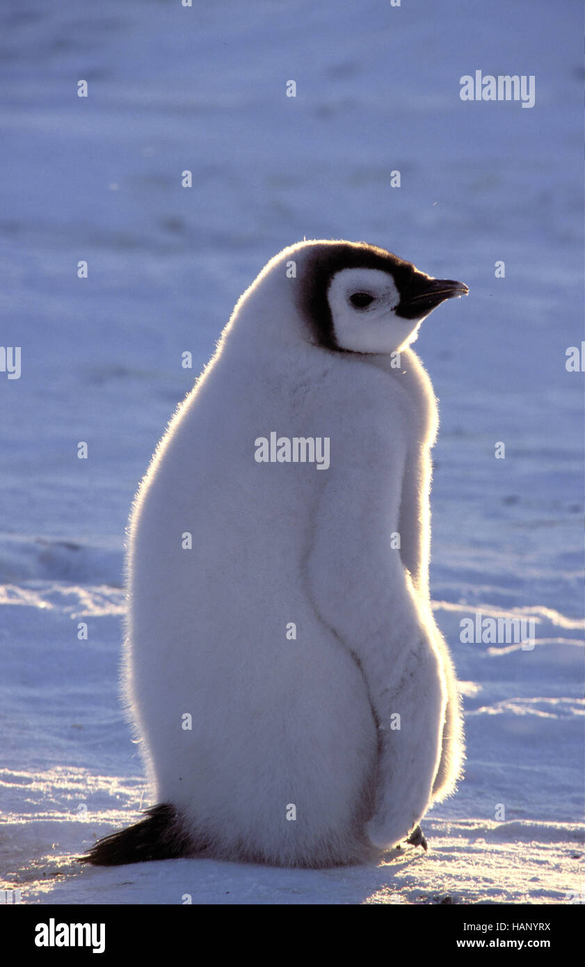 Emperor penguins cub hi-res stock photography and images - Alamy