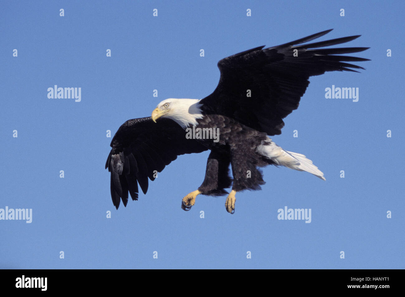 Bald eagle us hi-res stock photography and images - Alamy