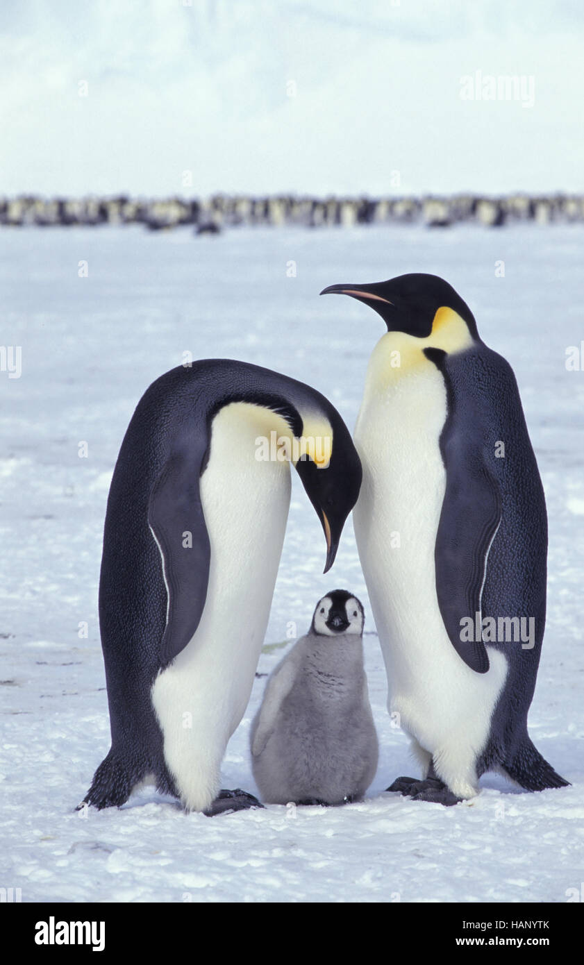 Penguincolony hi-res stock photography and images - Alamy