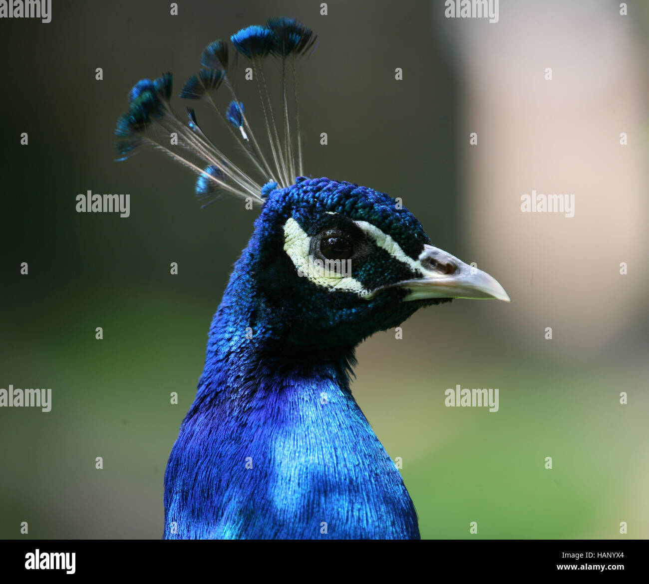 Pavo cristatus new zealand hi-res stock photography and images - Alamy