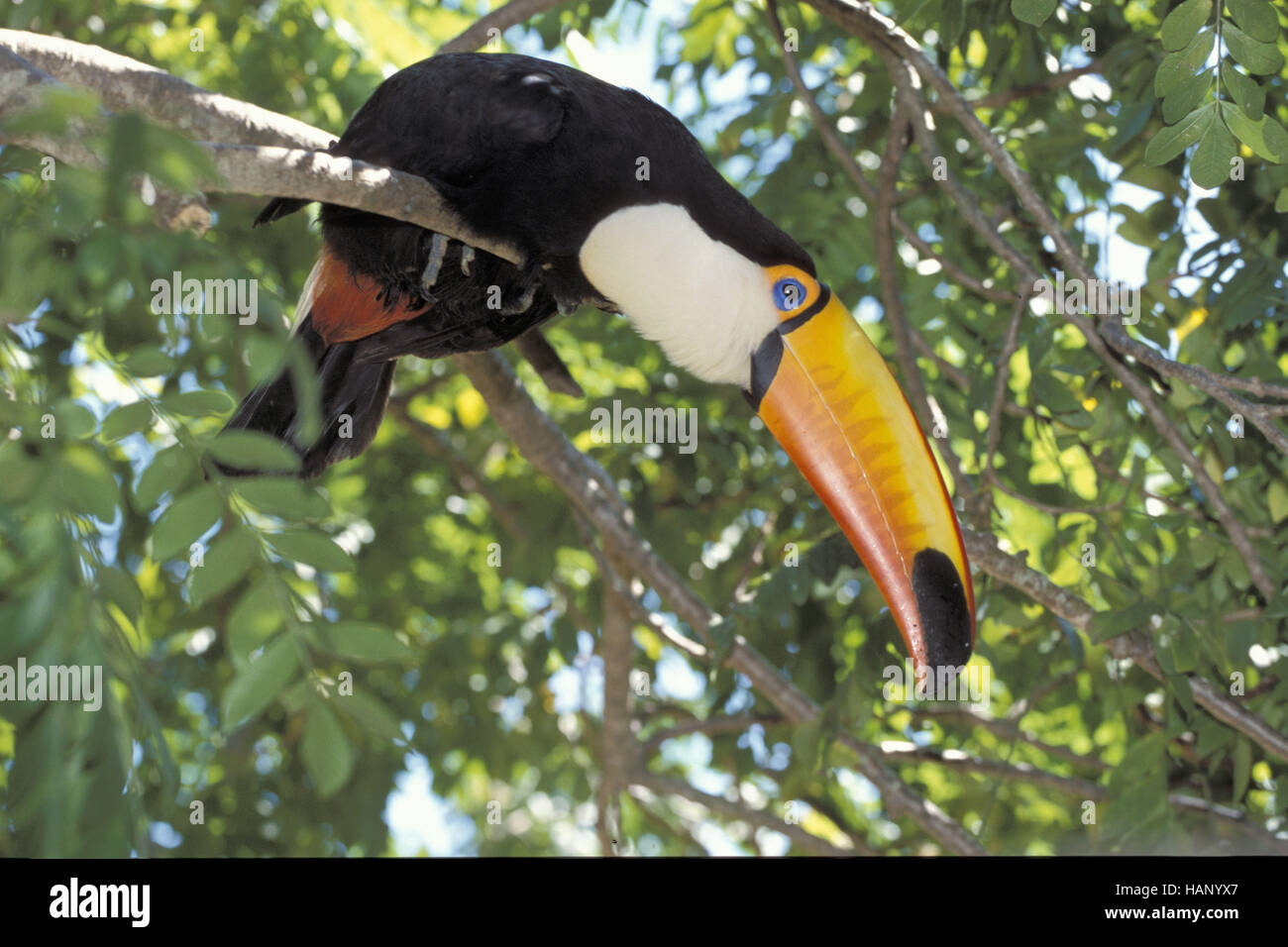 Tukan regenwald hi-res stock photography and images - Alamy