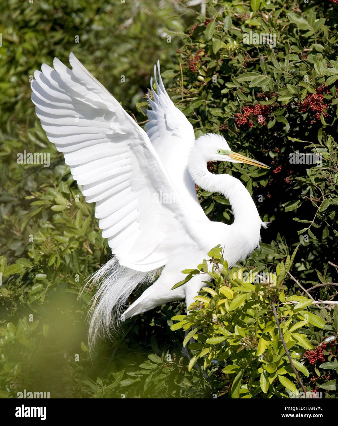 Great White Heron Stock Photo - Alamy