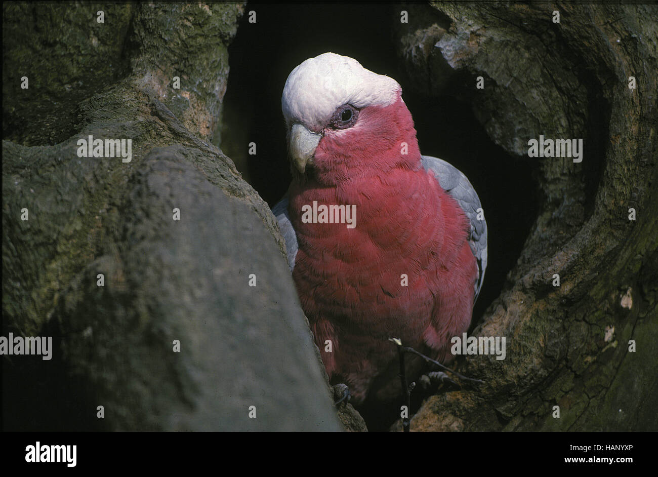 Roseate Cockatoo / Galah / Rosakakadu Stock Photo - Alamy
