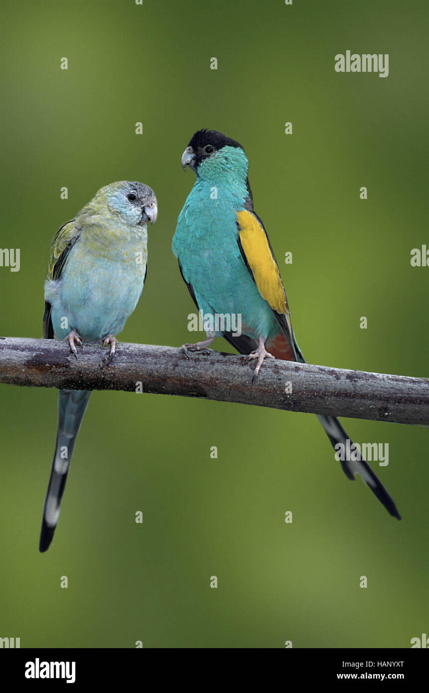 Hooded sittich hi-res stock photography and images - Alamy