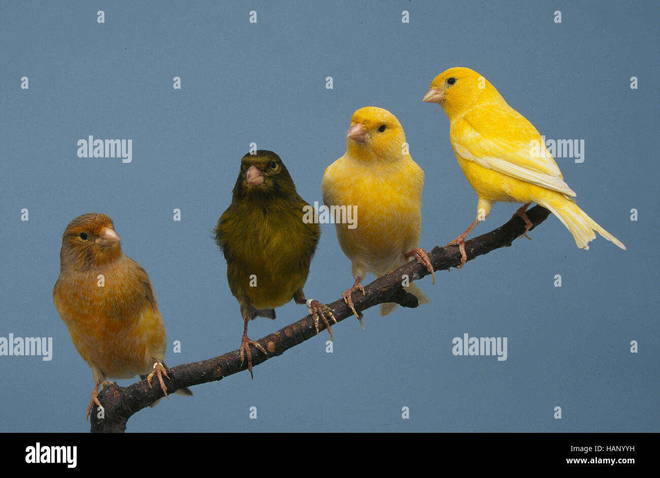 Serinus canaria forma domestica hi-res stock photography and images - Alamy