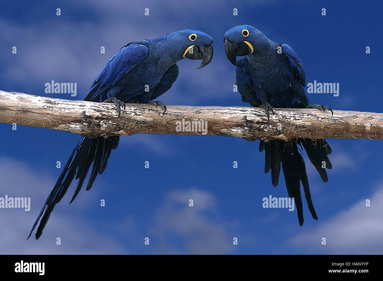 Hyazintharas High Resolution Stock Photography and Images - Alamy