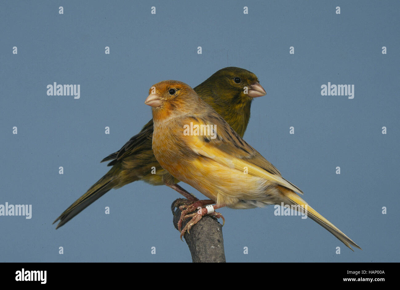 Canary island birds hi-res stock photography and images - Alamy