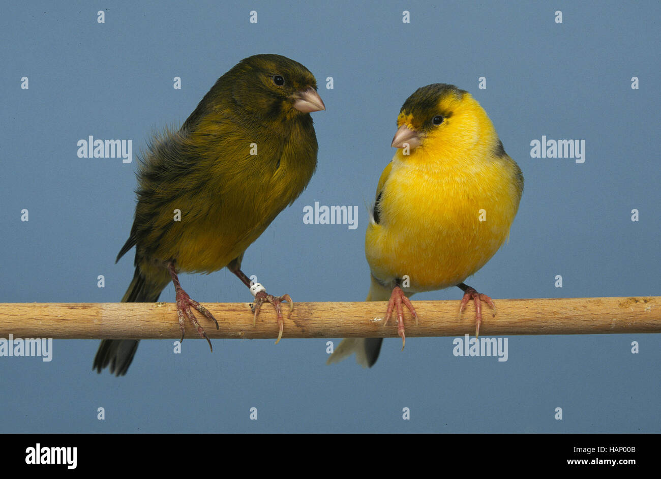 Cana island birds hi-res stock photography and images - Alamy