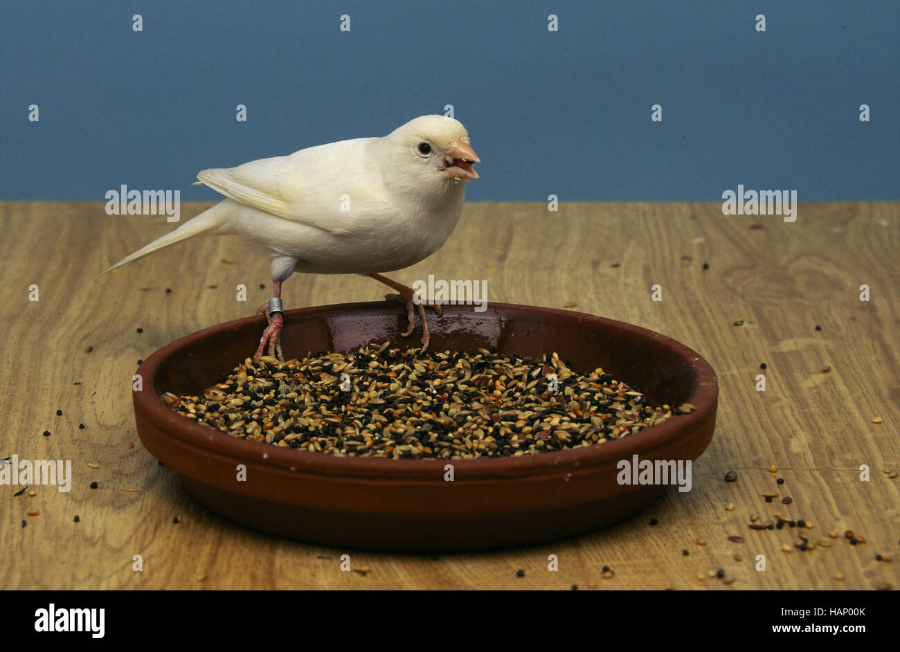 Passerinebirds hi-res stock photography and images - Alamy