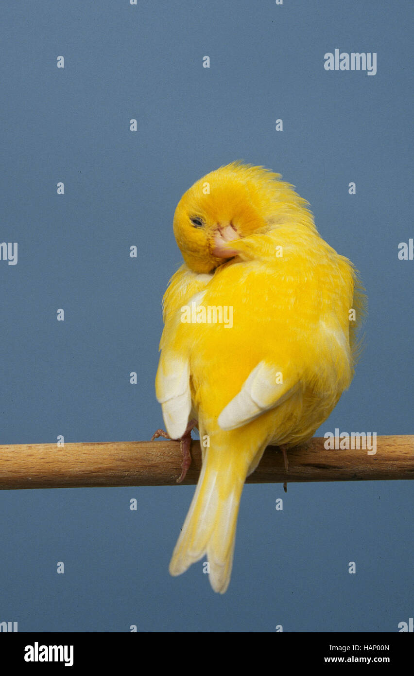 Domestic canari hi-res stock photography and images - Alamy
