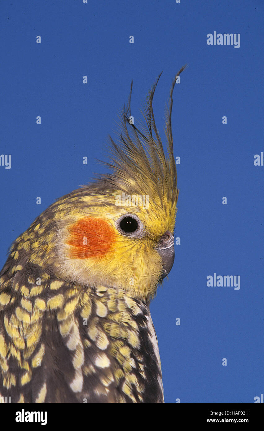 Cockatiel pets hi-res stock photography and images - Alamy