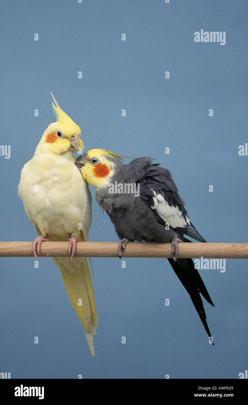 Kakad hi-res stock photography and images - Alamy