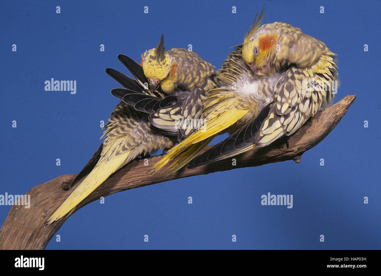 Cockatiel pets hi-res stock photography and images - Alamy